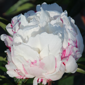 Pivoines : Hillary - Gaspardatable