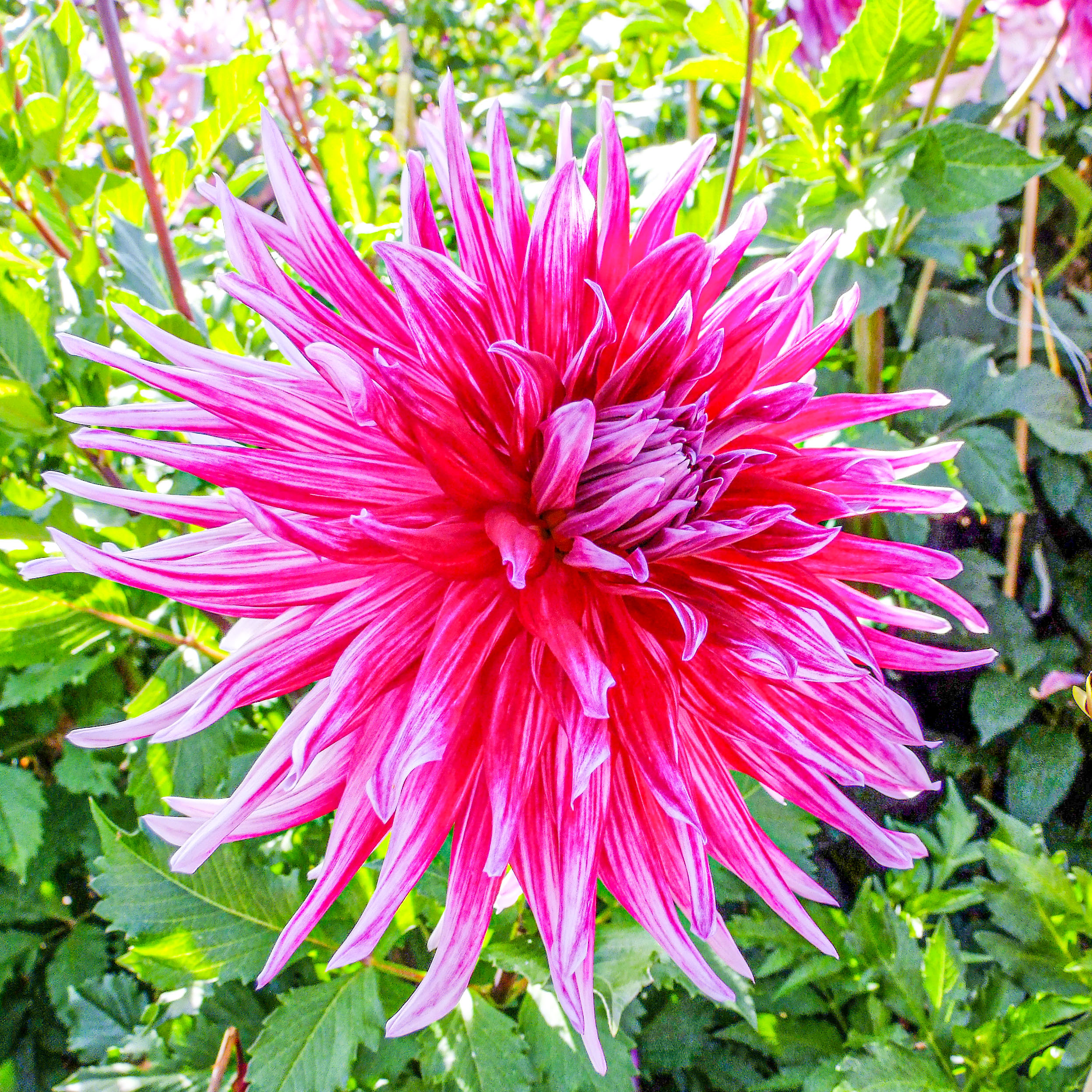 Bulbes de dahlias - Gaspardatable