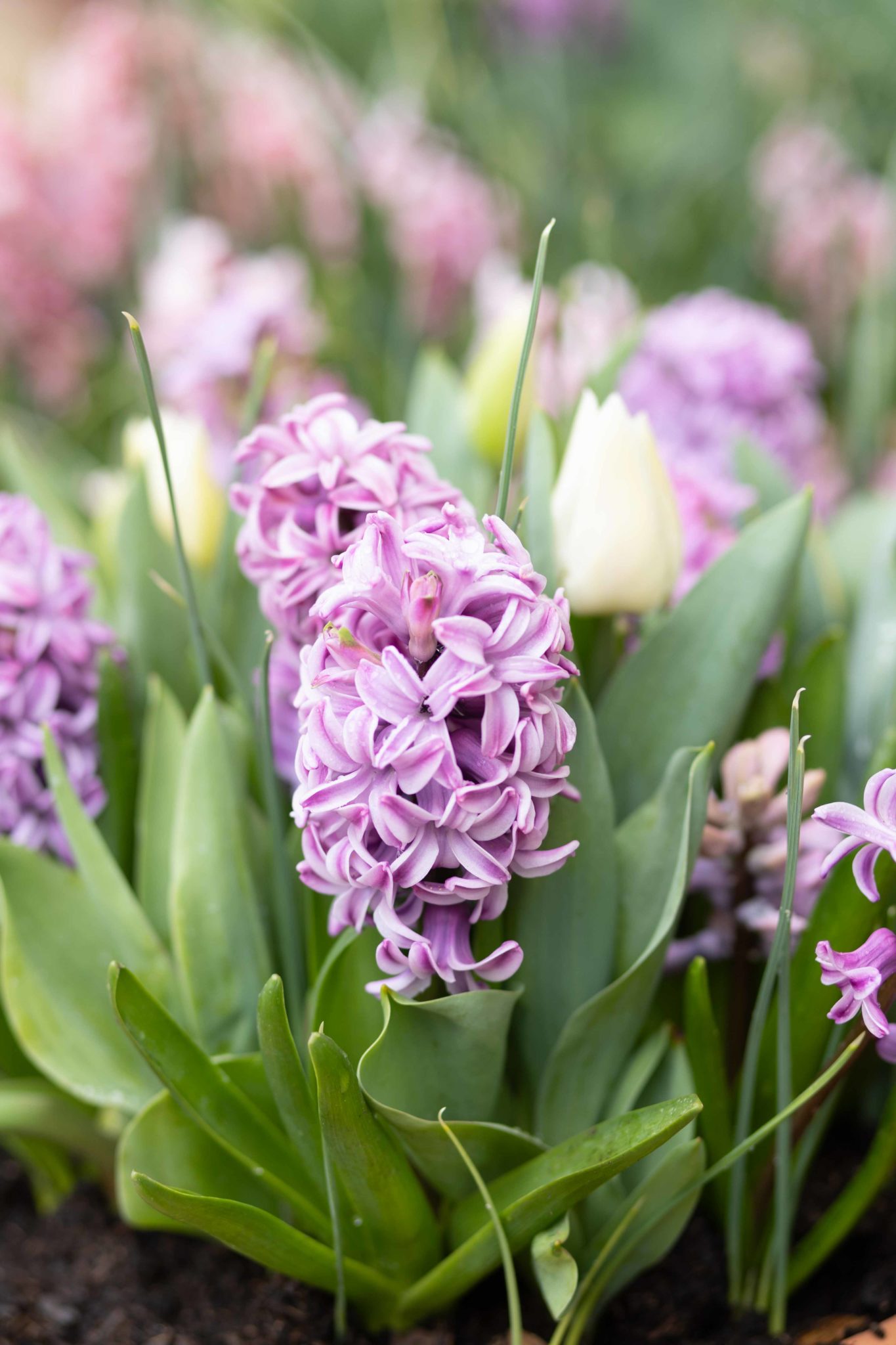 Jacinthes : Hyacinthus Orientalis 'Splendid Cornelia' - Gaspardatable